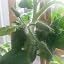 TOMATO - GIGANTOMO F1 - 12 FINEST SEEDS - WORLDS LARGEST BEEFSTEAK ...