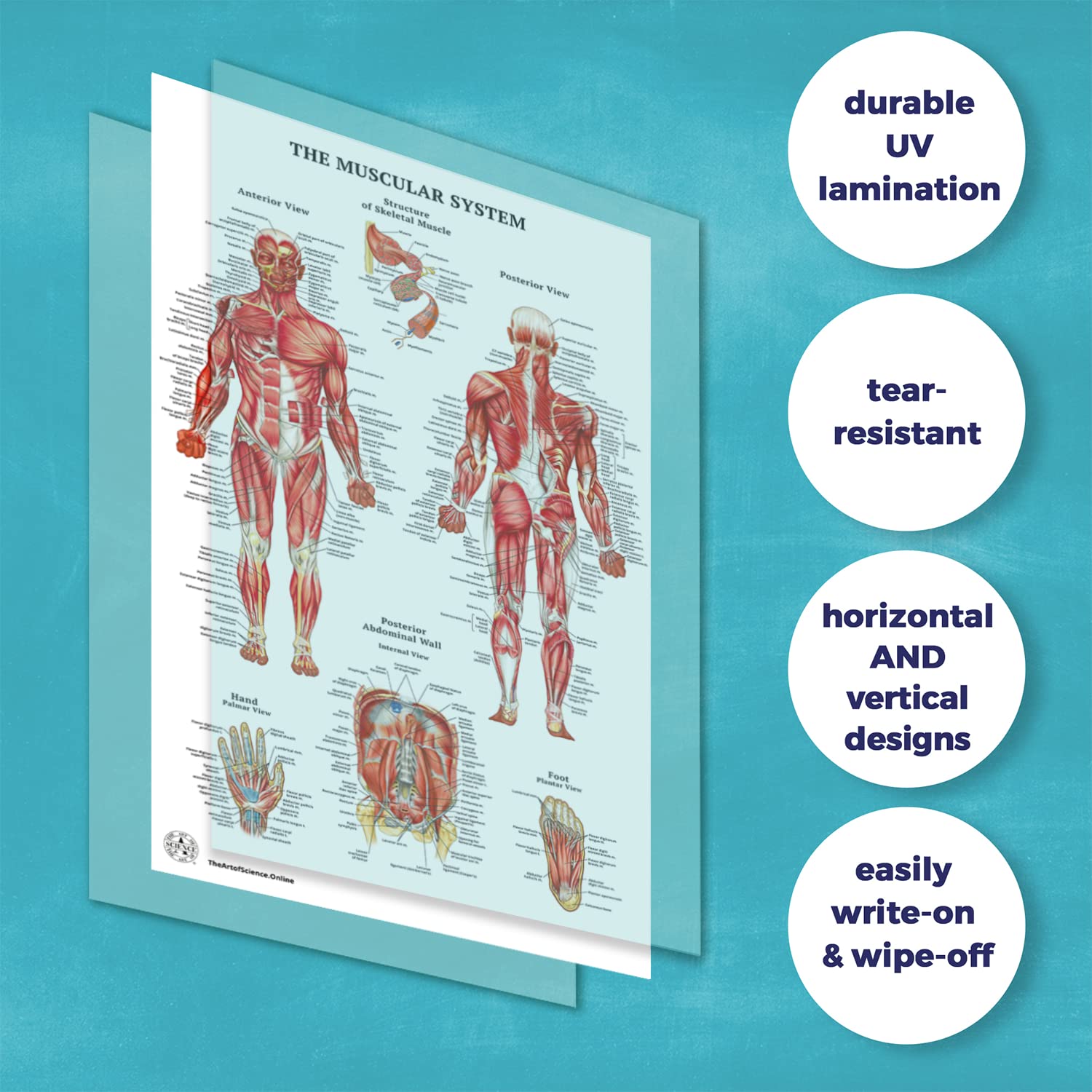 11 Human Anatomy Posters - Medical Posters, Skeletal, Male Female ...