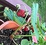 Amazon.com: Burpee ' Seascape' Strawberry Fruit | 25 Bare Root, Plants ...