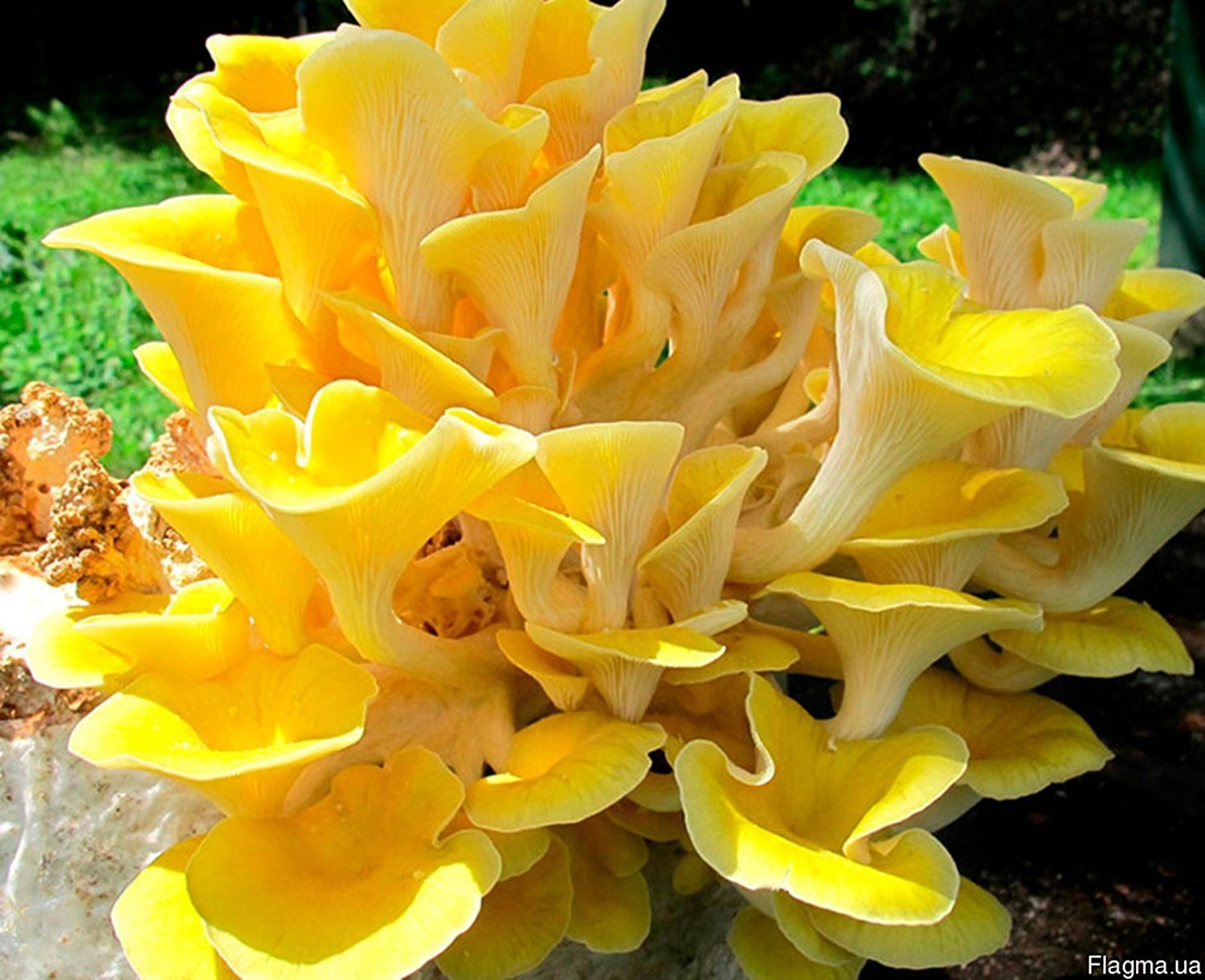 Pink Oyster Mushroom (Pleurotus djamor) Mycelium Spawn Dried Seeds (25g ...