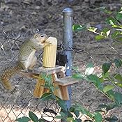 Amazon.com : C&S Sweet Corn Squirrelog Refill Pack, 32-Ounce, 2-Pack ...