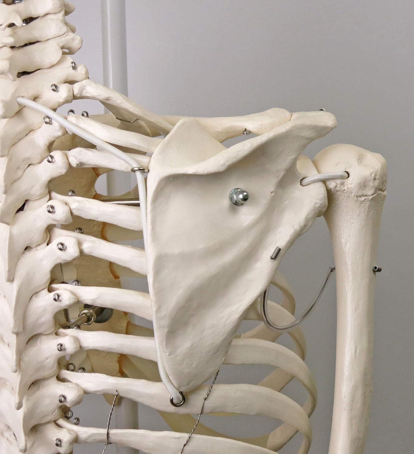 3B Scientific Human Anatomy Skeleton Model Phil – Physiological, On ...