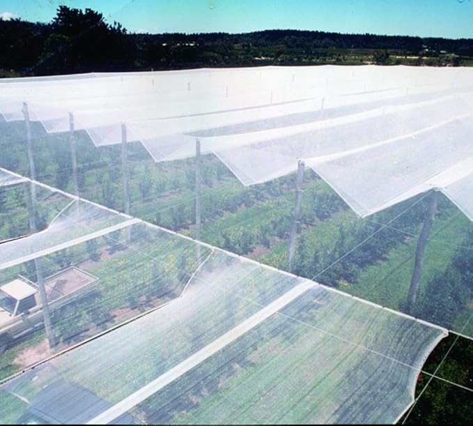 Unique Plastic Hailnetwhite6mx1m Anti Hail Net (White): Amazon.in ...