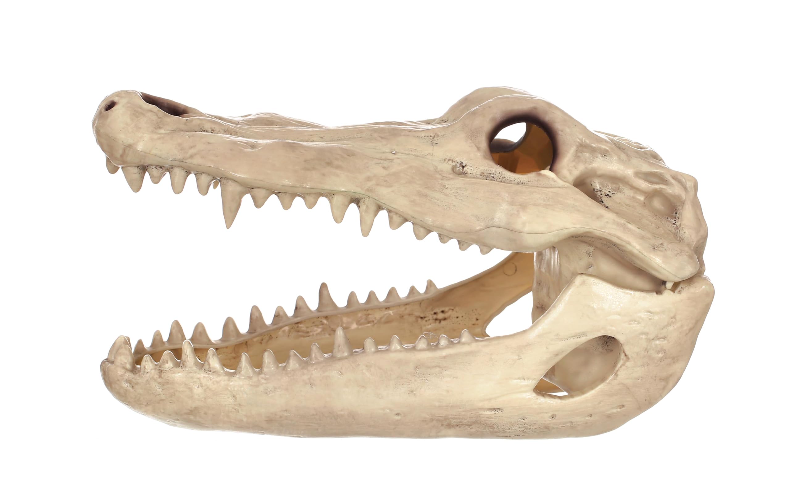 Crazy Bonez Alligator Skull Halloween Skeleton Decoration for sale ...