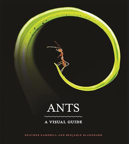 Ants: A Visual Guide in Kenya | Whizz Insects & Spiders