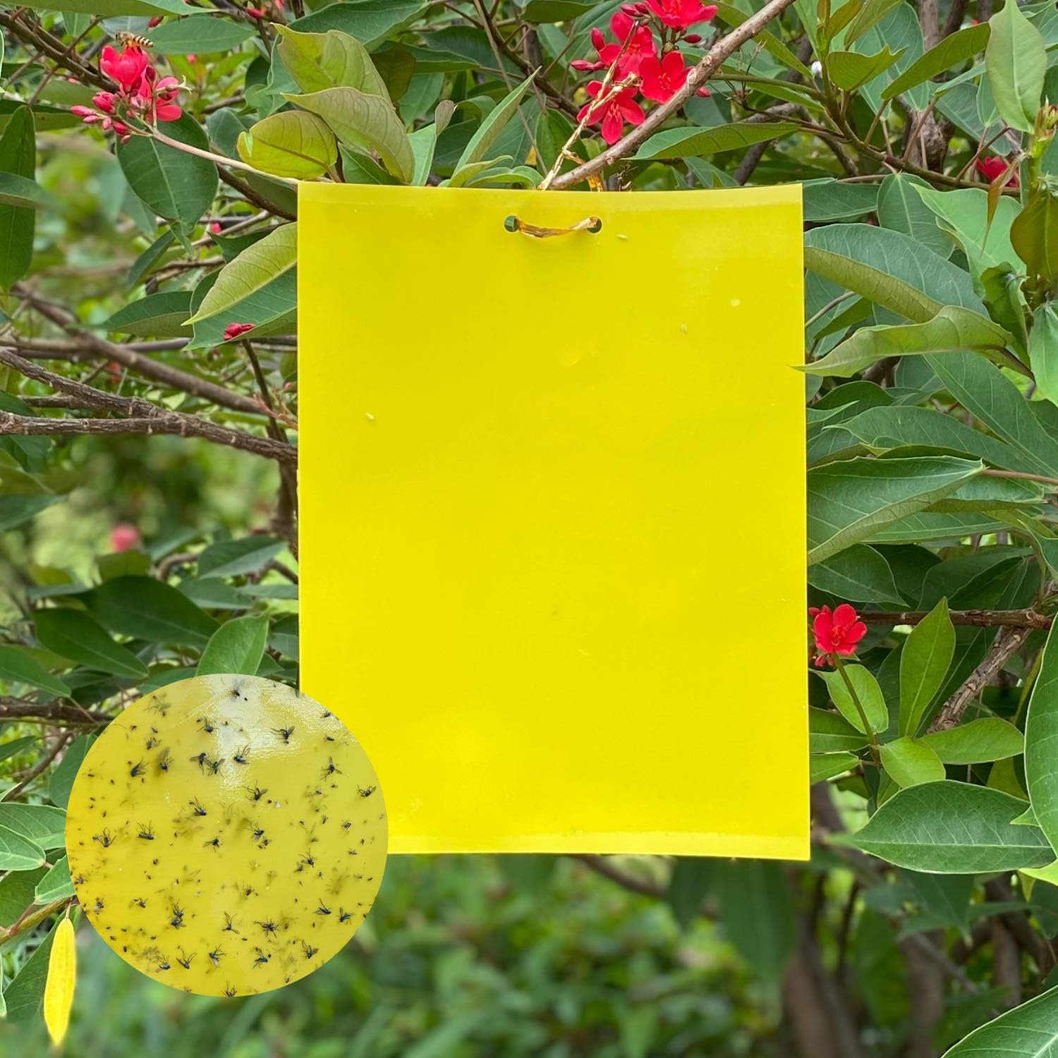 YELLOM Dual-Sided Yellow Sticky Traps 20 Pack for Flying Plant Insect ...