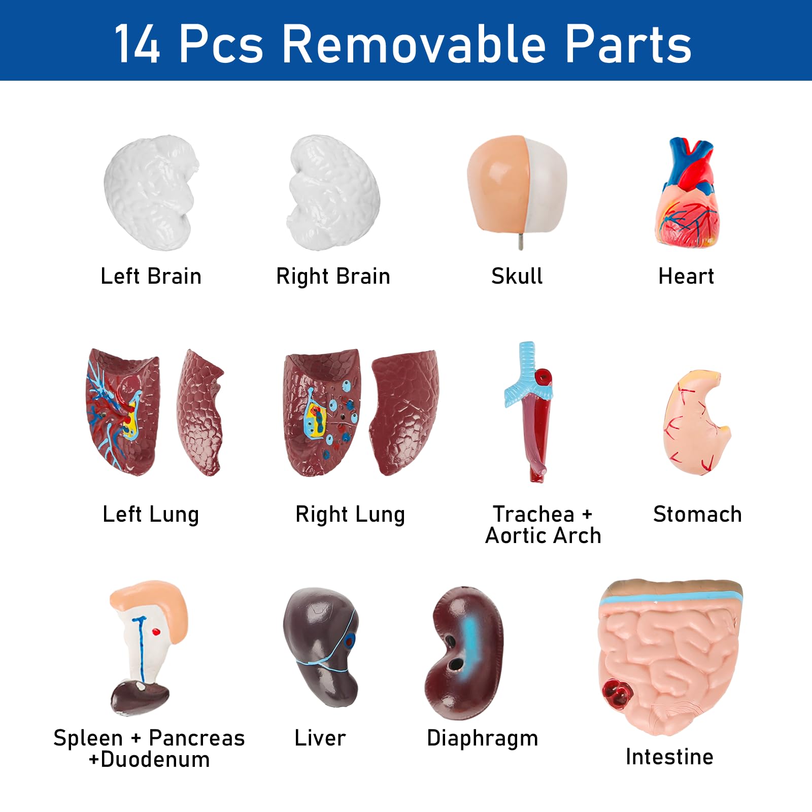 Mua 2025 Human Body Model for Kids 14 Pcs Removable 11 inch Human Torso ...