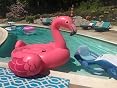 Intex Mega Flamingo, Inflatable Island, 86in X 83in X 53.5in, Pink ...