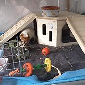 Resch No32 Rodent Corner XL Natural solid wood made of spruce /With 2 ...