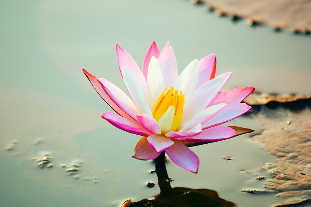 Amazon.com: Lotus flower - canvas print. Photograph Wall Art: Photo on ...