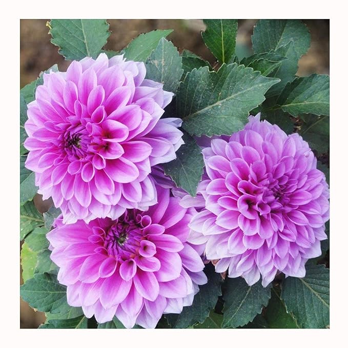Amazon.com : 20 Dahlias Dahlia pinnata Compositae Seeds ~Chris's garden ...