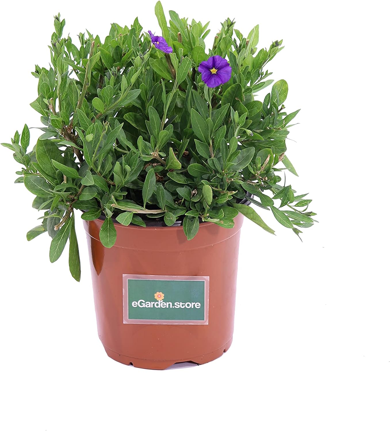 Fiori Pianta Solanum Rantonnetii Viola pianta da esterno pianta da ...