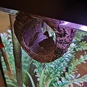 Zoo Med Floating Betta Log: Amazon.ca: Pet Supplies