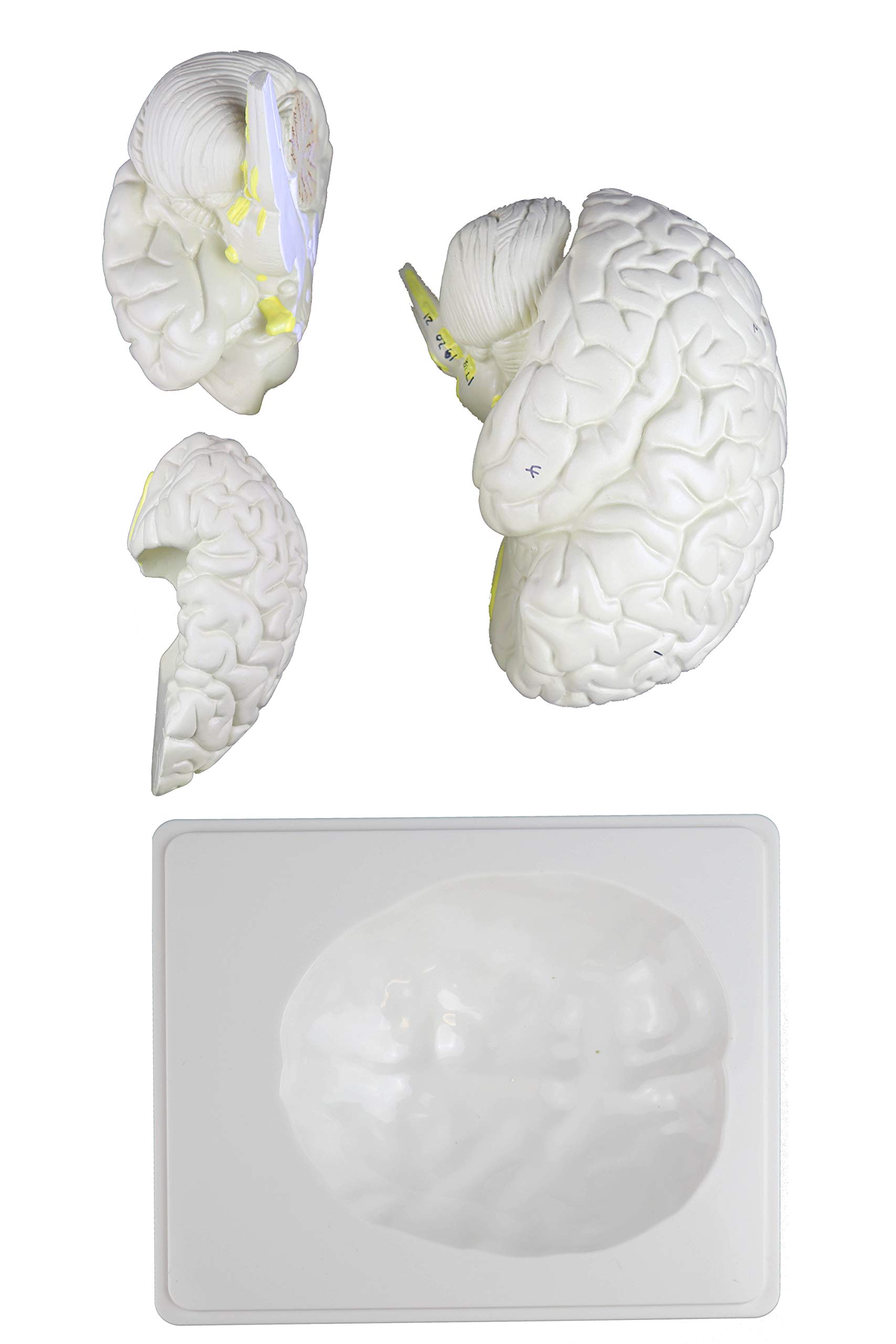 Mua VAB401-3 Life Size Human Brain Models-3 Parts | Shows Frontal ...