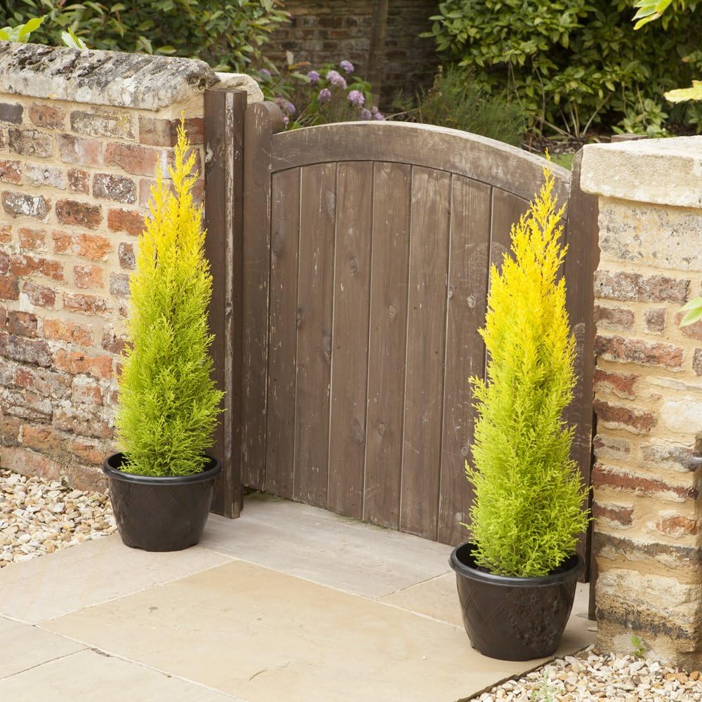 YouGarden Golden Cypress Trees Potted (Pair): Amazon.co.uk: Garden ...