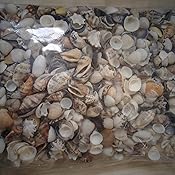 Amazon.de: NaDeco Muschelmix small 1kg Bastelmuscheln kleine ...