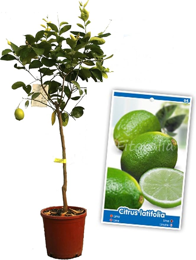 Lima - Árbol frutal de 2 años: Amazon.es: Jardín