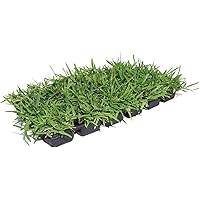 Amazon.com : Bethel Farms St. Augustine 3in Natural Grass Plugs 36-Pack ...
