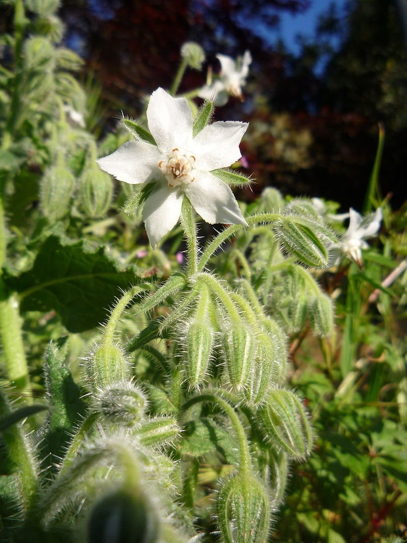 White Borage, Borago Officinalis alba, 5g Approx 300 Seeds: Amazon.co ...