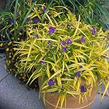 Tradescantia fluminensis 'Maiden's Blush' (Wandering Jew/ Spiderwort ...