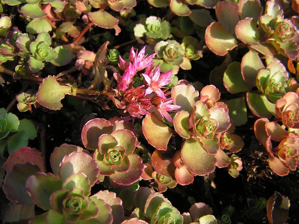 Amazon.com : Sedum Spurium var. coccineum Seeds, Two-Row Stonecrop ...