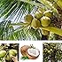 Amazon.com : COCONUT (Green) hawaiian plant palm tree Cocos nucifera ...