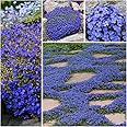 Amazon.com : Blue Creeping Thyme Seeds for Planting Perennial ...