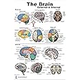 Amazon.com: Blue Tree Publishing Brain Charts (Brain Poster L): Prints ...