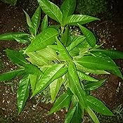 Bharat Herbs Care Adulsa-Justicia Adhatoda,Live Medicinal Plant: Amazon ...