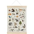 Amazon.com: Qvapt Wild Animals Alphabet Poster,Jungle Animals Classroom ...