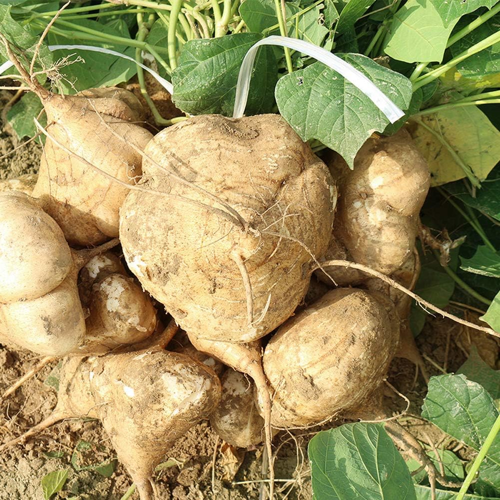 Jicama Seeds 15g About 50+ Organic Sweet Yam Bean Mexican Turnip ...