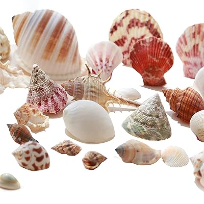 Mixed Natural Beach Seashells for Crafts, Nepal | Ubuy