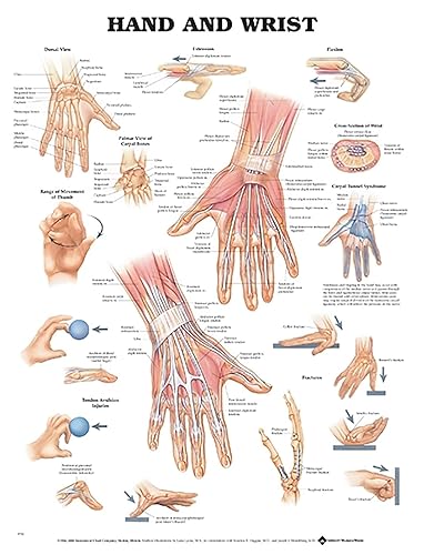ACC Hand and Wrist Anatomical Chart in Bahrain | Whizz Charts & Posters