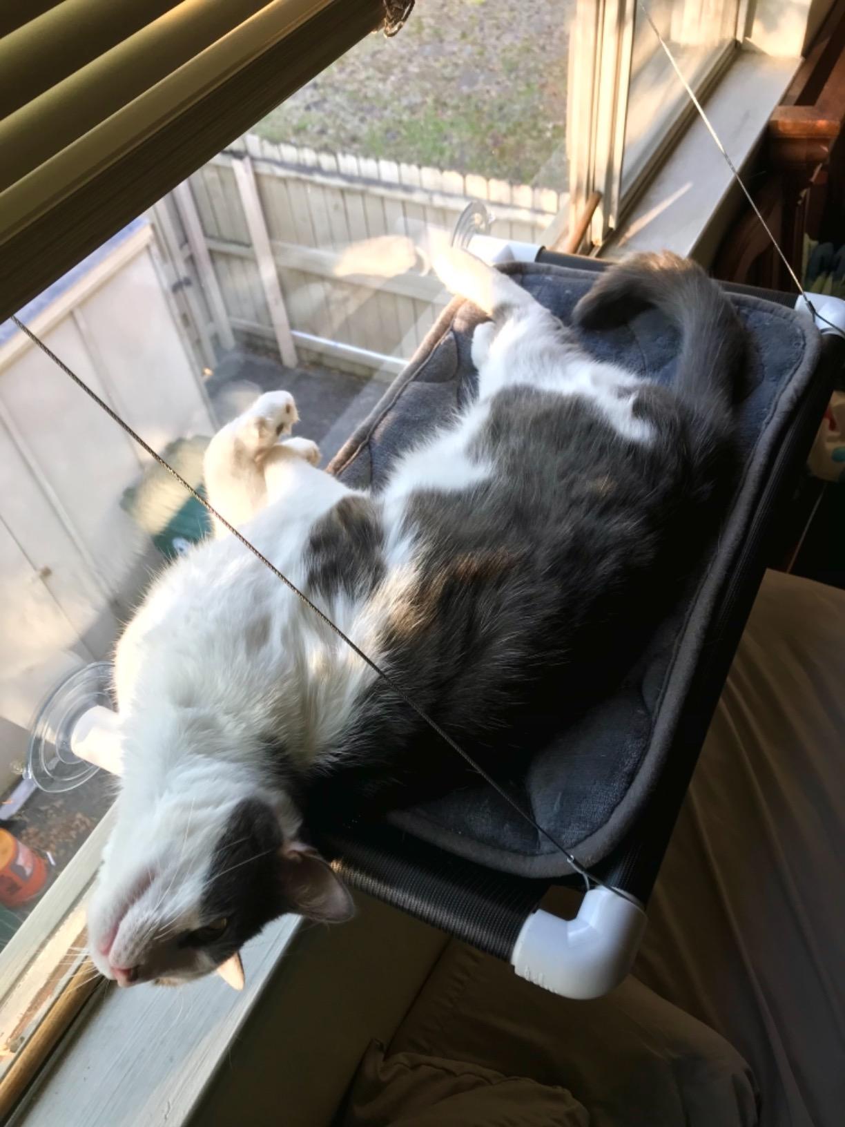 Pictures – Kitty Cot Original™