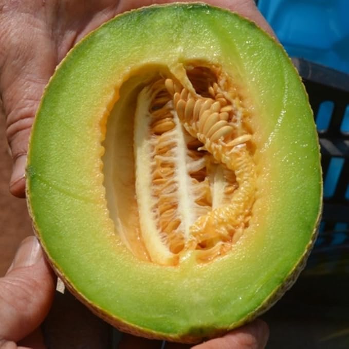 Amazon.com : HAMI MELONS 20 SEEDS : Garden & Outdoor