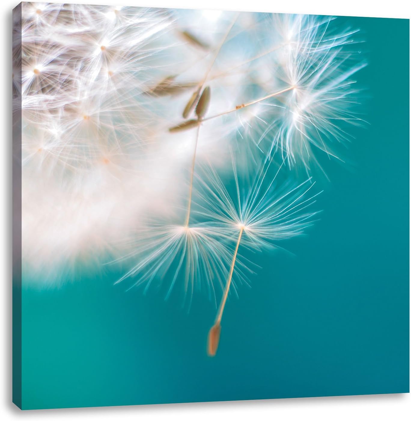 Wunderschöne Pusteblume, Format: 40x40 auf Leinwand, XXL riesige Bilder ...