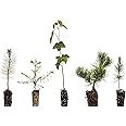 Amazon.com: Bonsai Tree Bundle | Collection of 5 Live Tree Seedlings ...