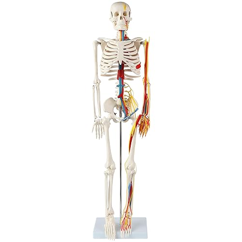 Anatomy Lab 33" Human Skeleton Model with Nerves, Veins and Arteries ...