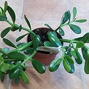 Money plant Crassula ovata Convoluta - 1 plant: Amazon.co.uk: Garden ...