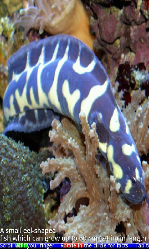 Amazon.com: Marine Aquarium Fish 1 : Apps & Games