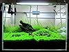 Marcus Fish Tanks - 3X Micranthemum Monte Carlo Pots Easy Live Aquarium ...