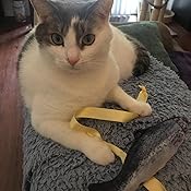 Amazon.com : Babula 2 Piece Cat Toys, Catnip Simulation Plush Fish Toy ...