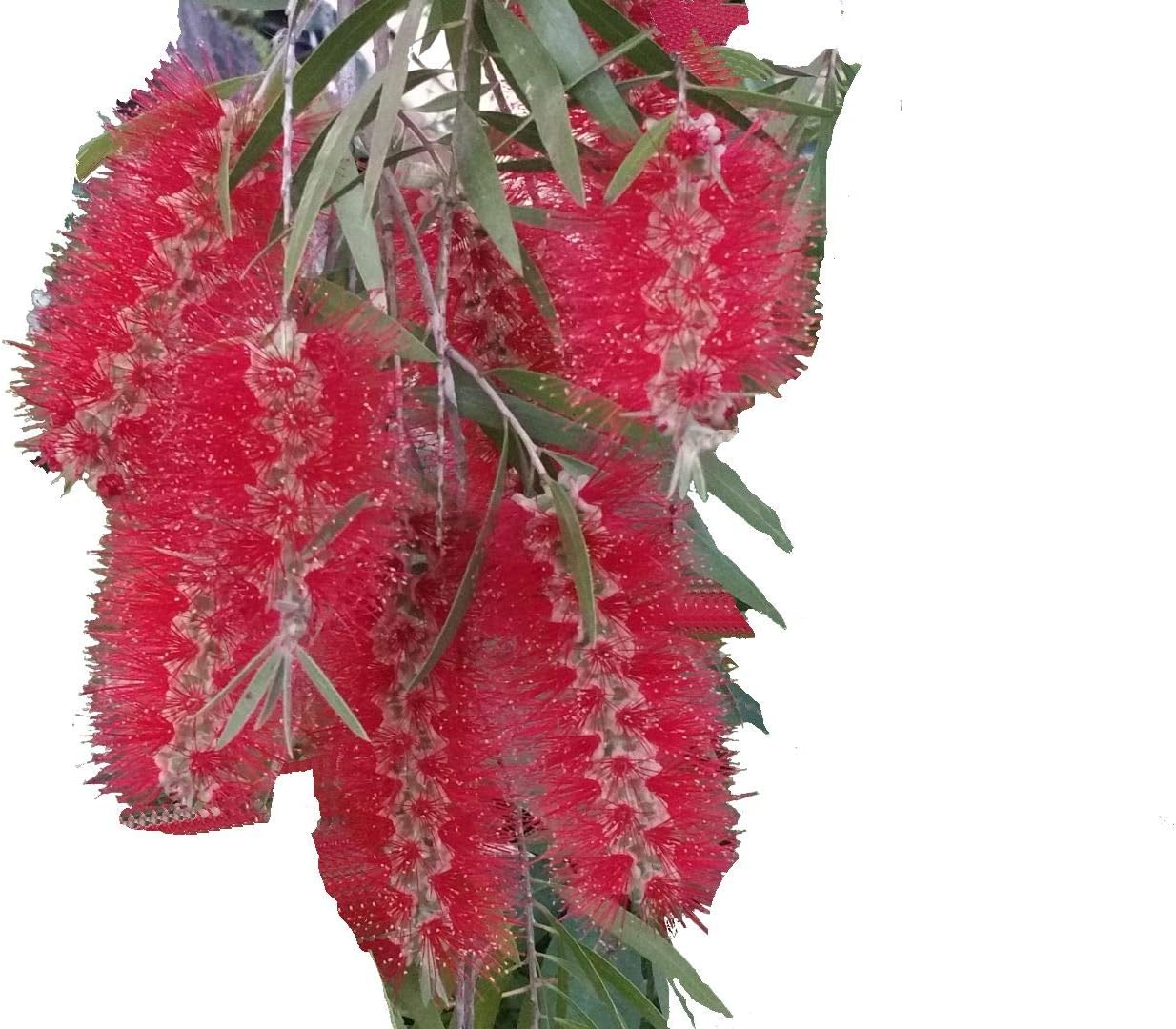 Amazon.com : BOYETTE Weeping Red Bottlebrush Live Tree Plant Superior ...