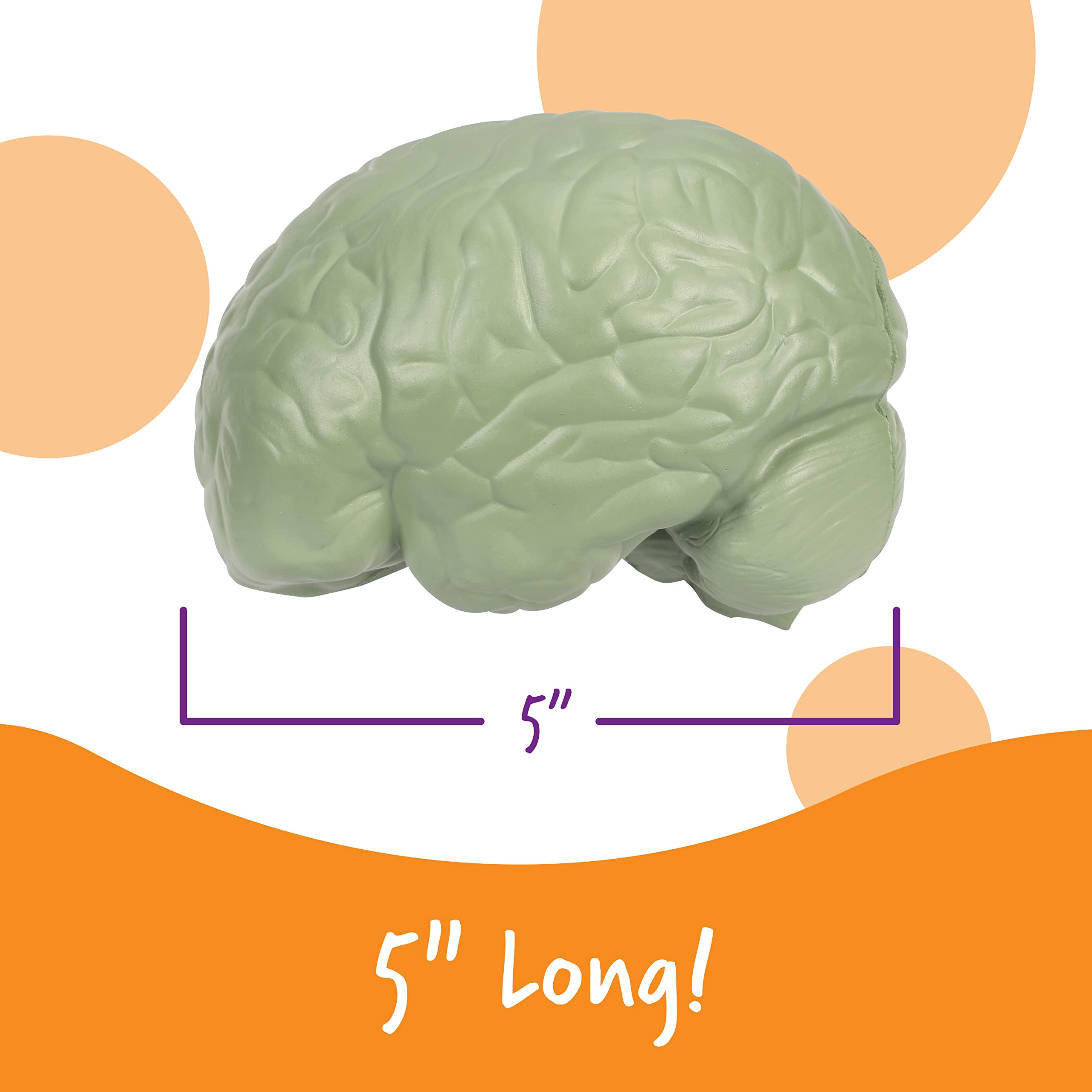 Mua Learning Resources Cross-section Brain Model - 2 Pieces, Ages 7 ...