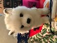 Amazon.com: Douglas Phoebe Pomsky Dog Plush Stuffed Animal : Toys & Games
