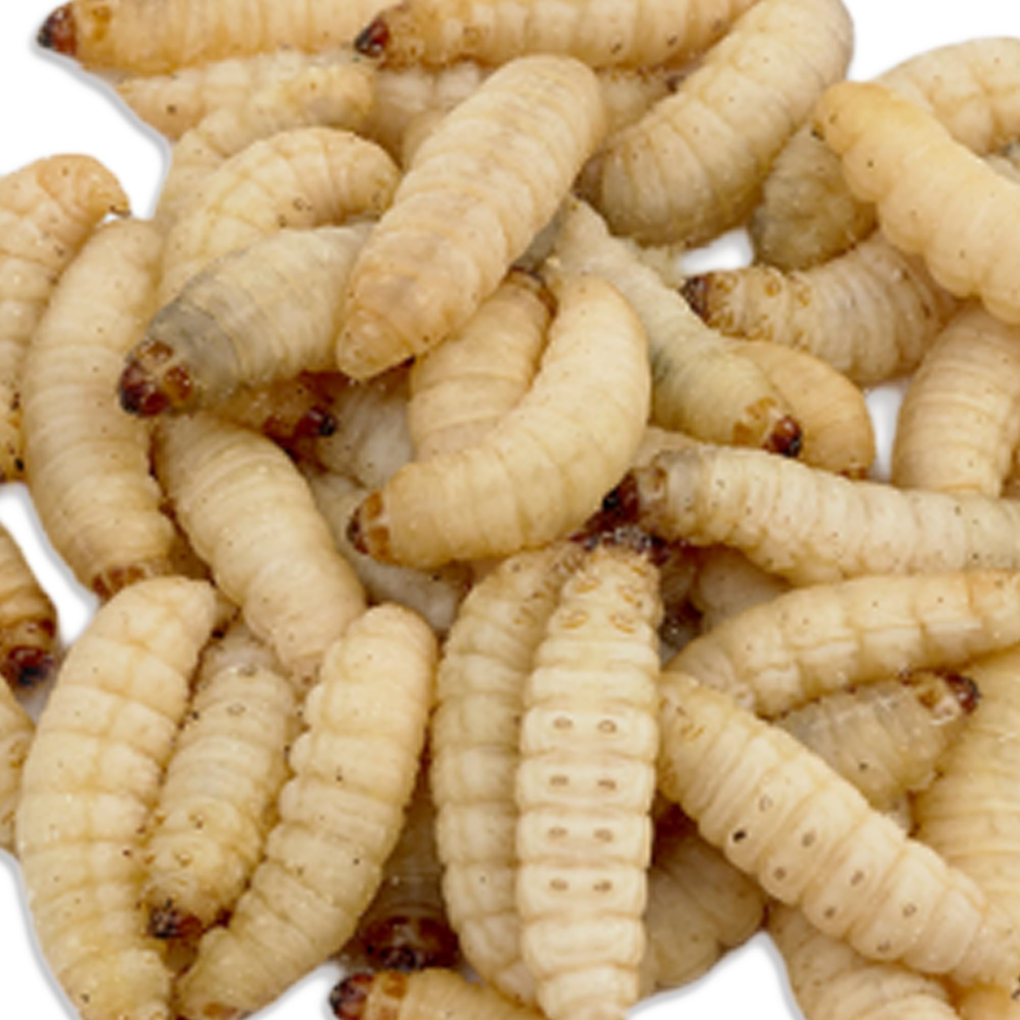 Best Bait Live Waxworms For Reptiles, Birds, And Fishing Bait. High-Protein, Calcium-Rich Larvae ...