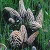 Garden Morel Mushroom Grow Kit - MOREL HABITAT KIT ® - Grow Morchella ...