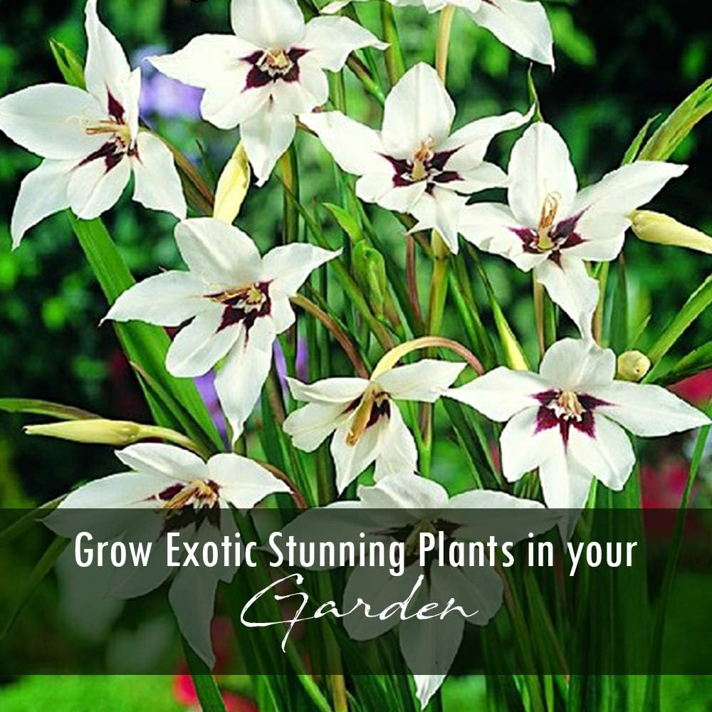 15 X Peacock Orchids – Showy Summer Blooms – Easy to Grow – Most ...