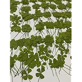 Amazon.com: 24 pcs Four Leaf Clover Real Natural Dried Pressed Flowers ...
