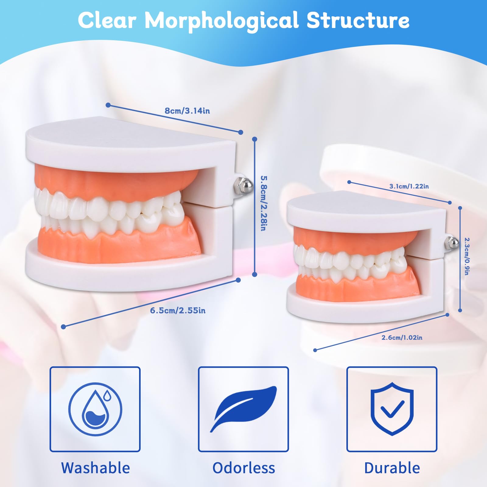 Mua Standard Dental Study Model - Adult Simulation Teeth Model Display ...
